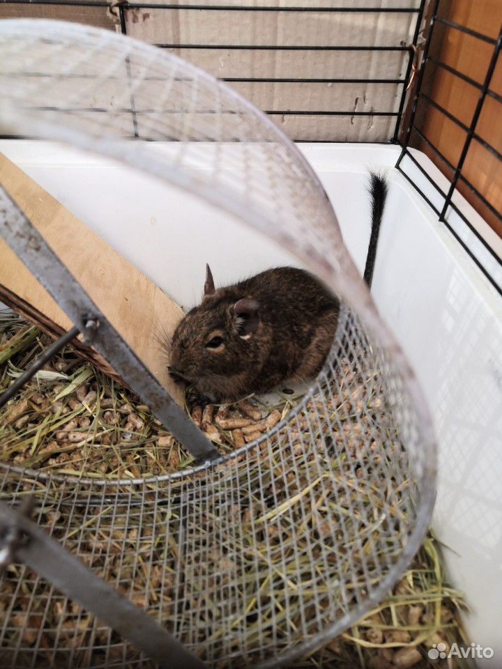 Дегу мальчик