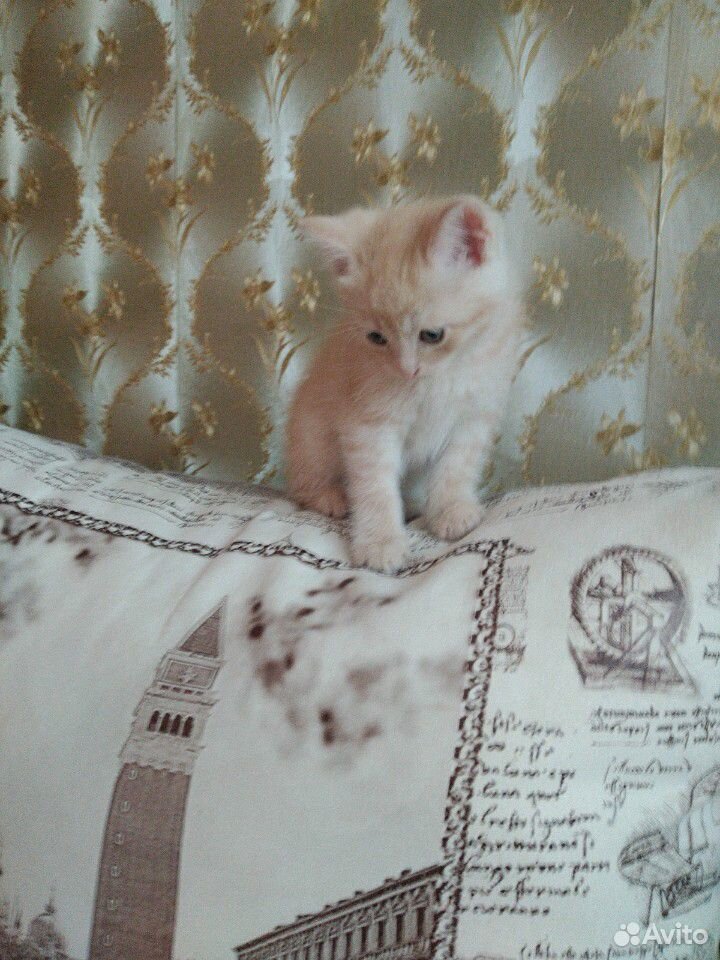 Котенок, мальчик, возраст-7 недель, в хорошие руки