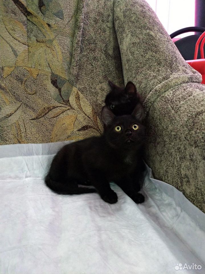 Котята Соня и Клёпа