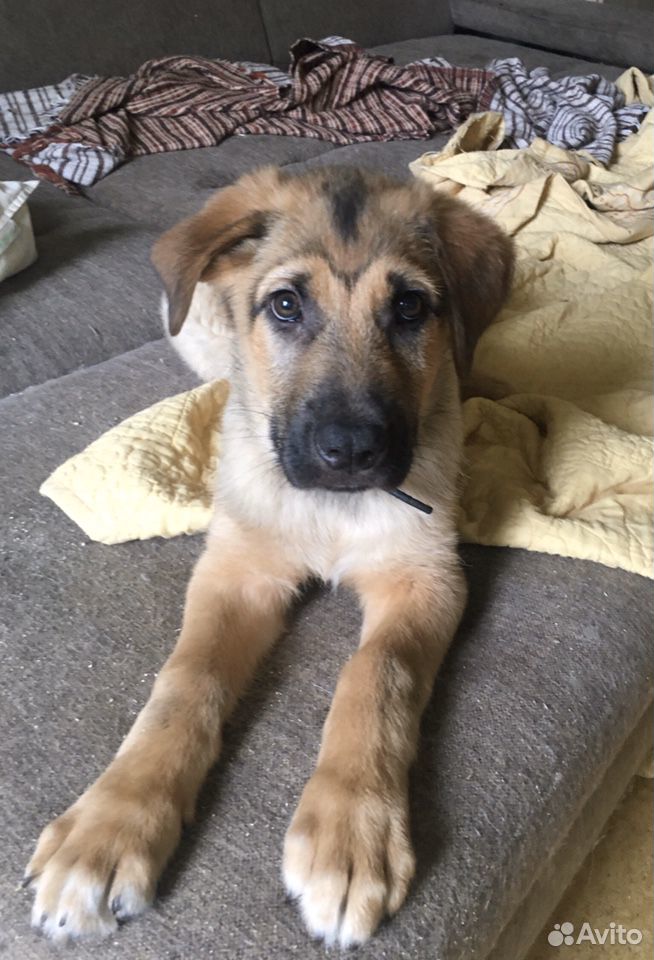 Щенок Богдаша в добрые руки