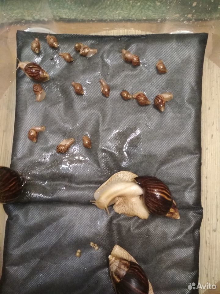 Улитки ахатины