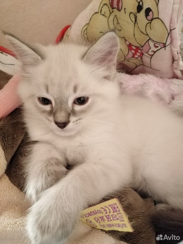 Невские котята