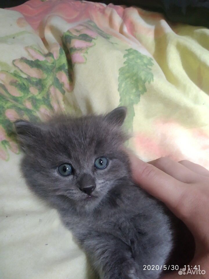 Британец,шотландец