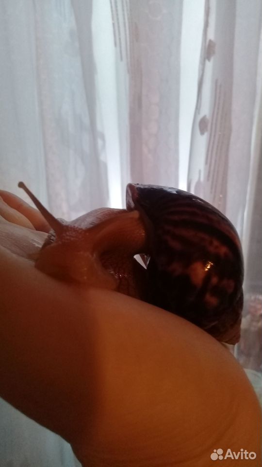 Улитка Ахатина