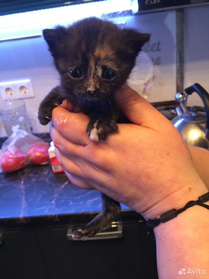 Крошечный котёнок