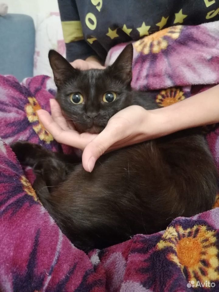Котёнок Лилу