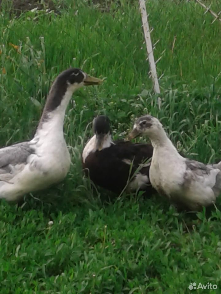 Семья уток