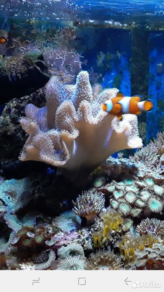 Коралл Саркофитон