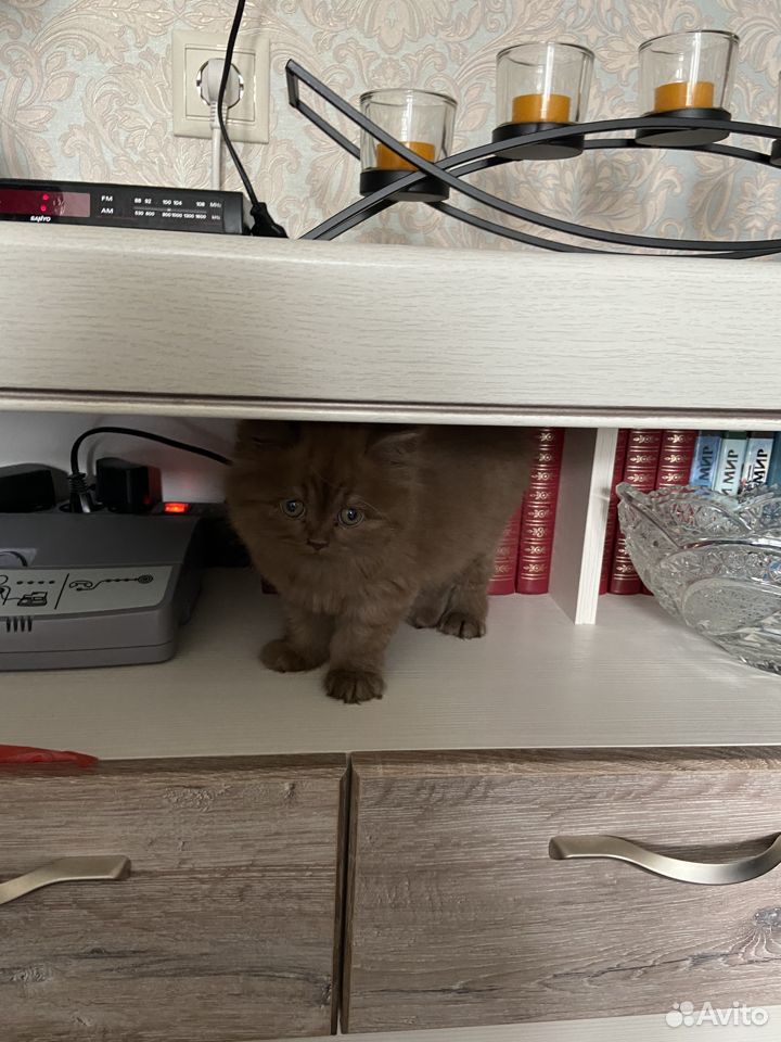Котенок девочка британочка