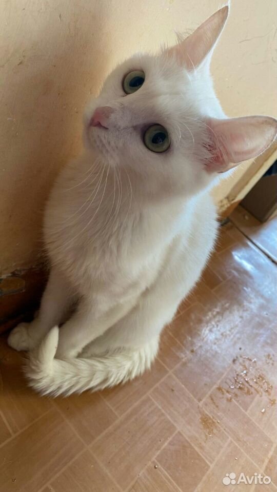 Ищем дом Снежана. Мега ласковая, нежная девочка. Б