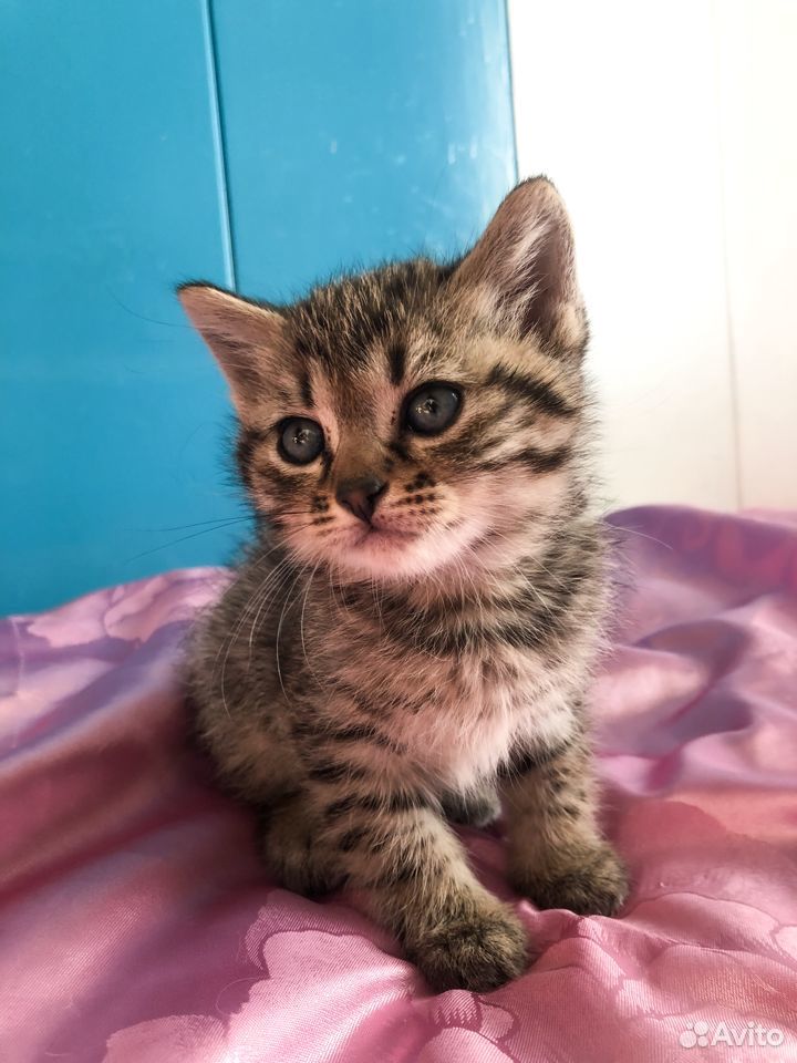 Котик Метис Британца и Ангоры