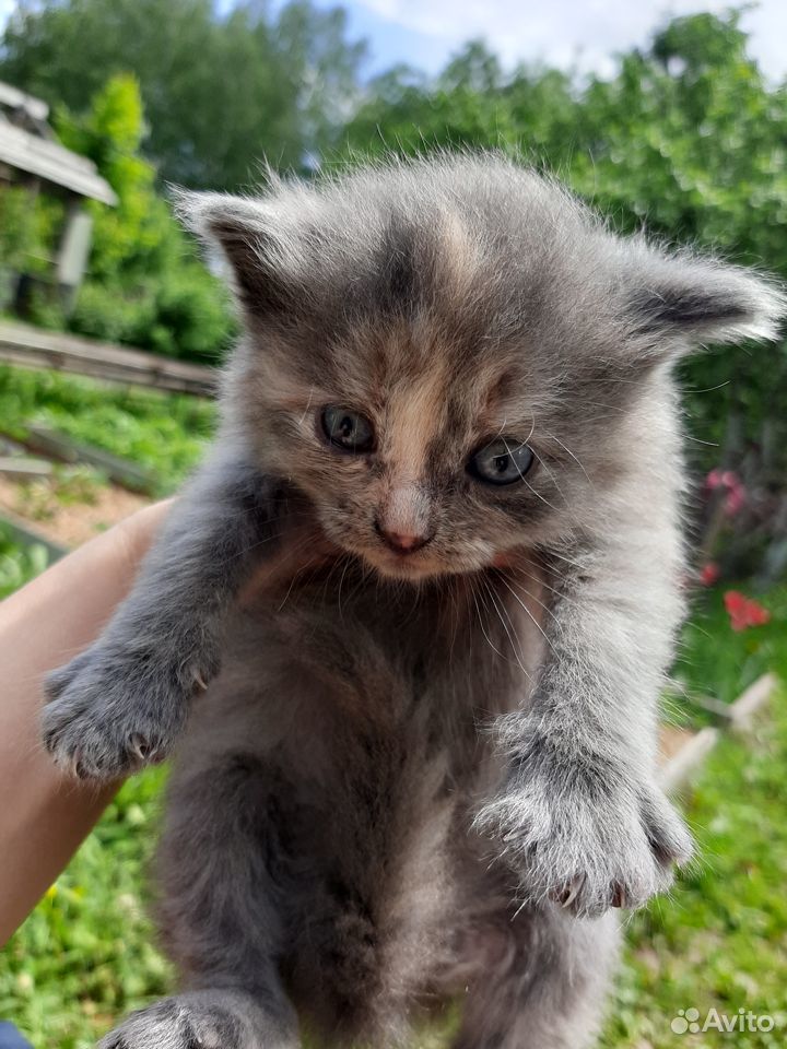 Пёстрая кошечка