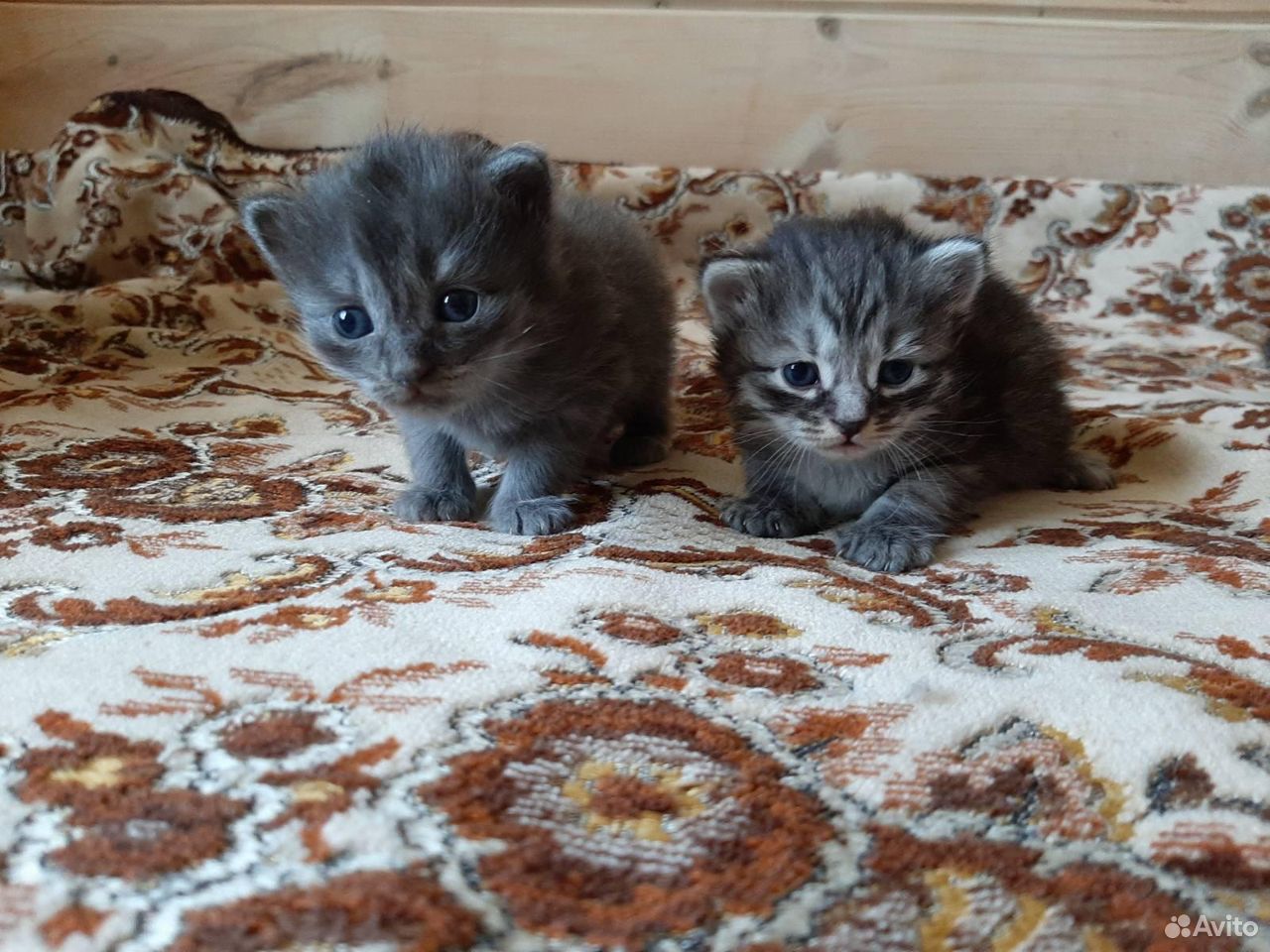Котята кошки британки-метиски в добрые руки