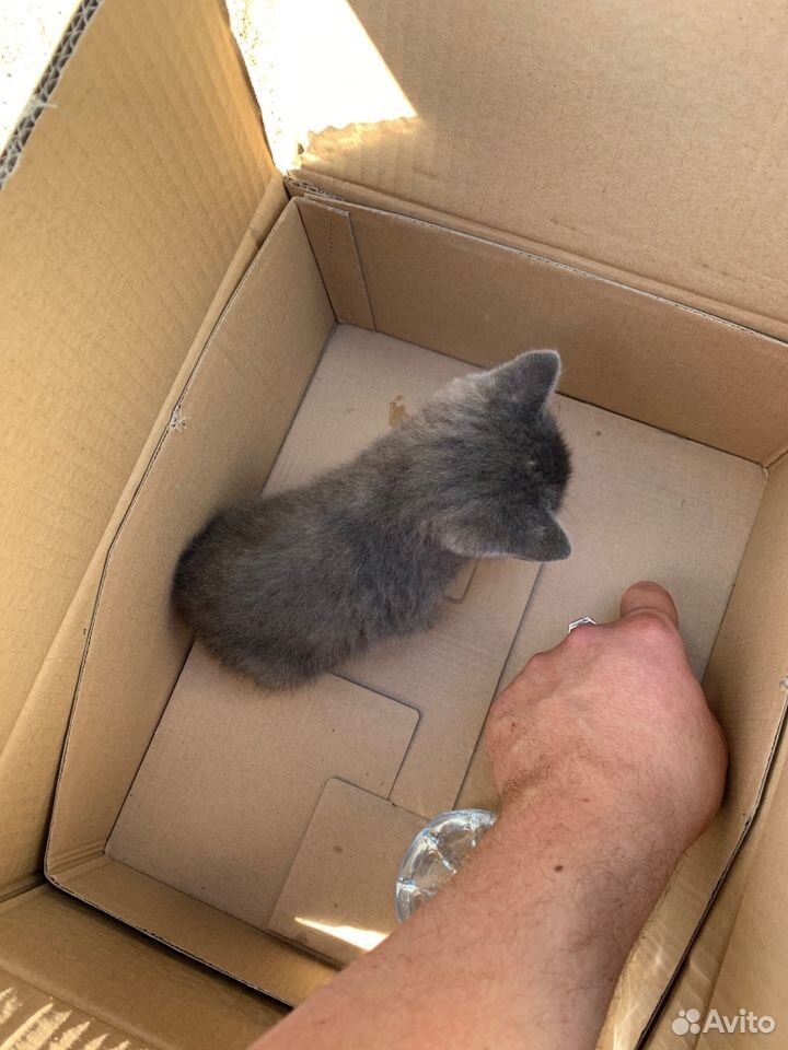 Котёнок 1 месяц