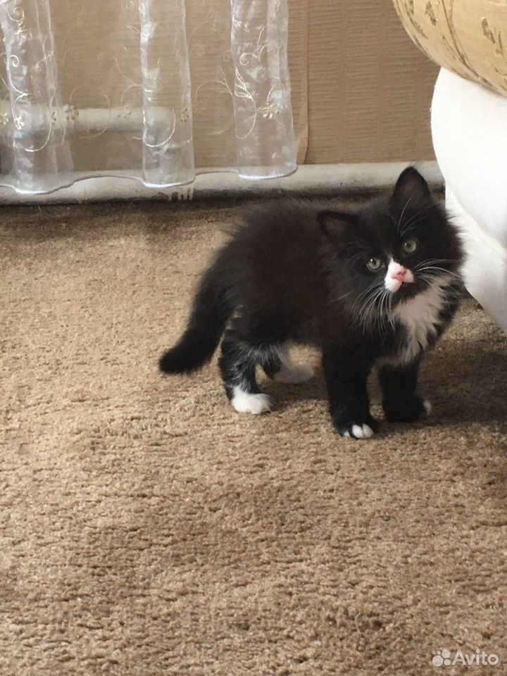 Котёнок мальчик в добрые руки