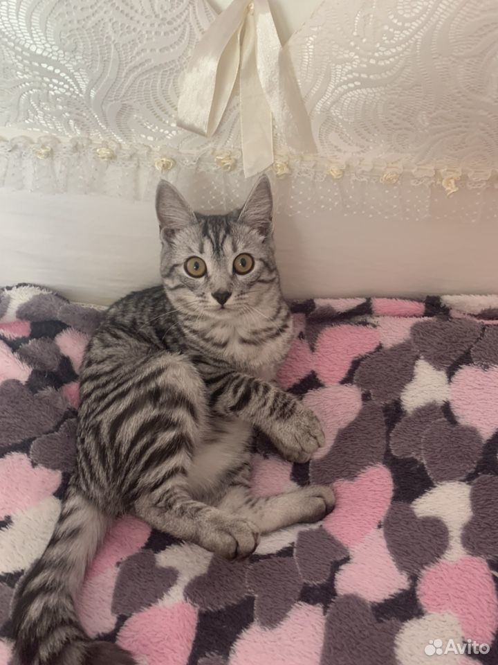 Кошка вязка