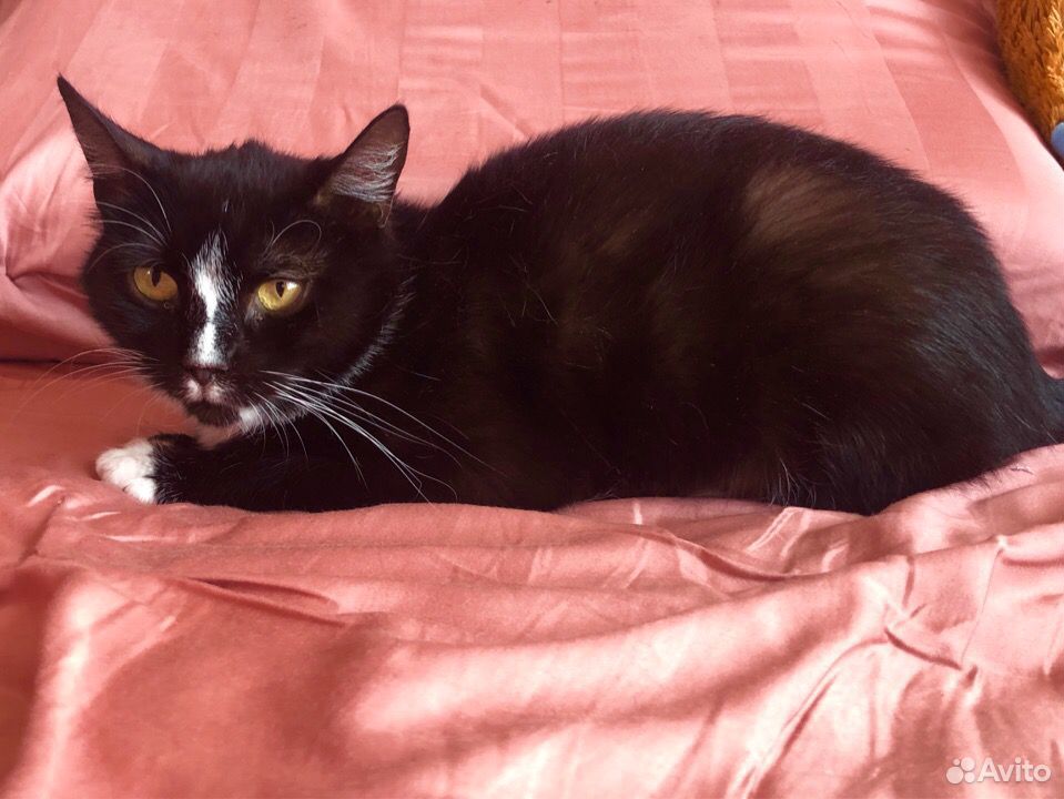 Кошка