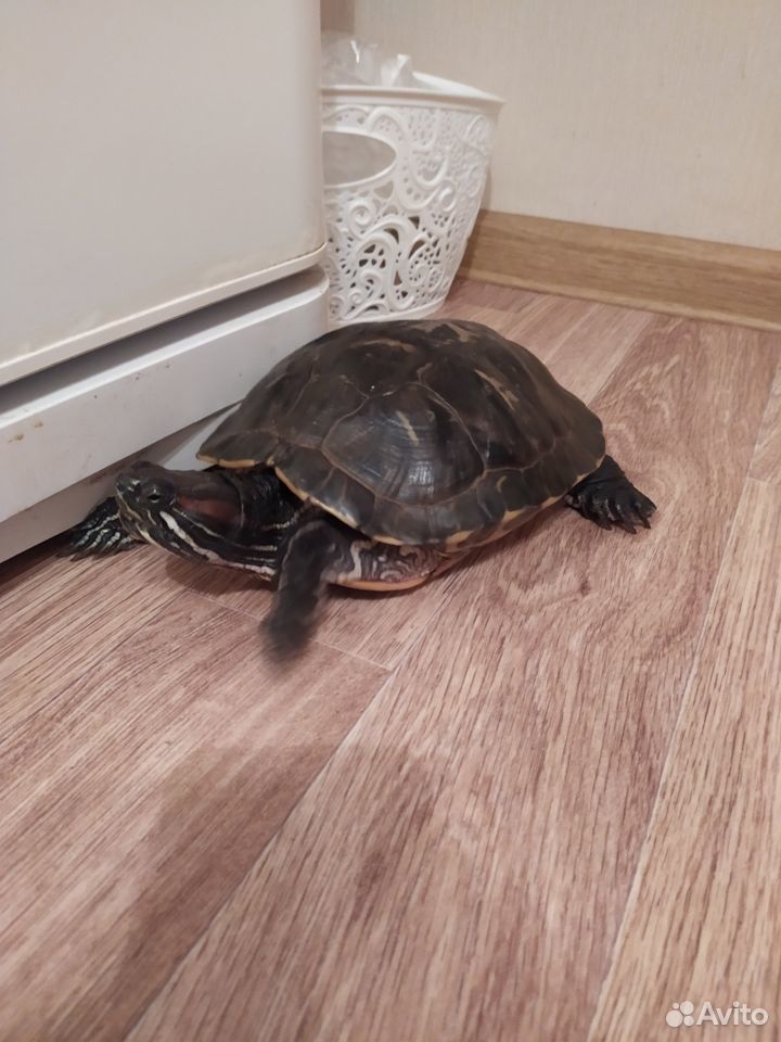 Милая черепашка