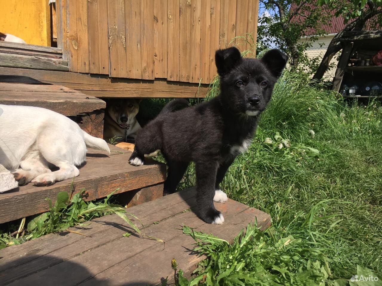 Собака метис лайки (щенок)