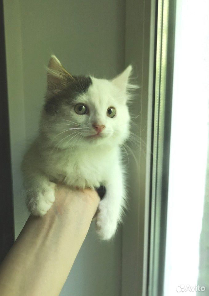 Котенок девочка около двух месяцев