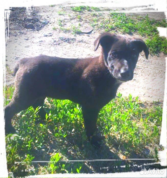 Малыш-крепыш в добрые руки