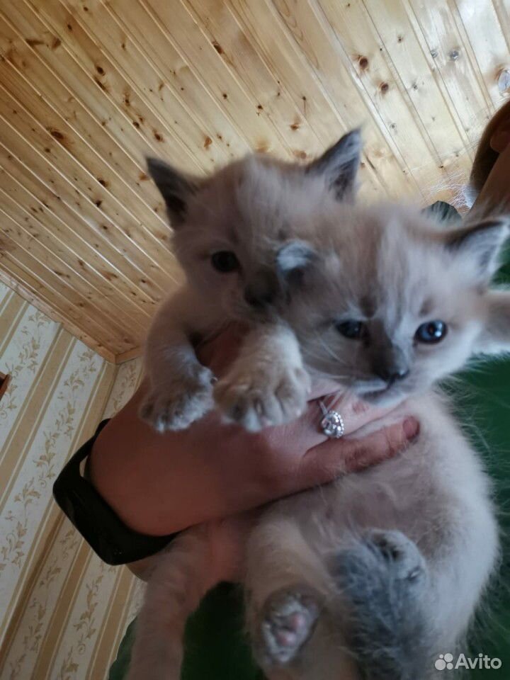 Отдам в хорошие руки