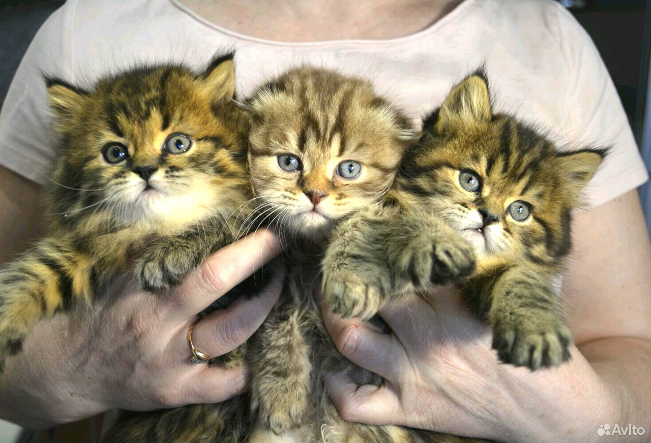 Скоттиш Фолд и Хайленд Страйт клубные тигрята