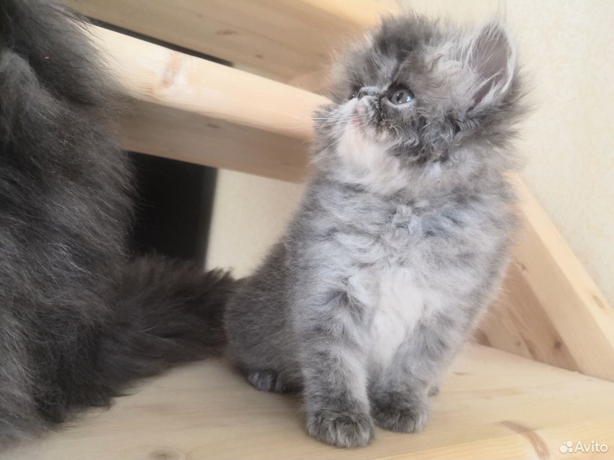 Персидская