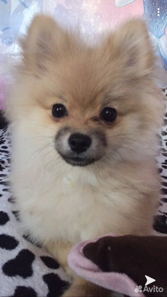 Памеранский шпиц