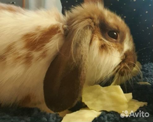 Кролик декоративный