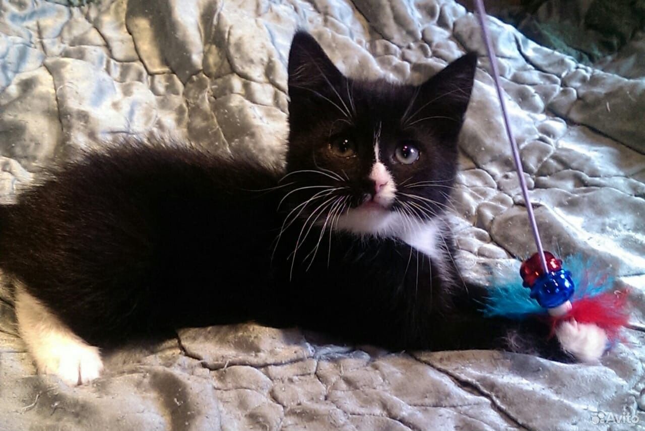 Котёнок 1,2 мес девочка