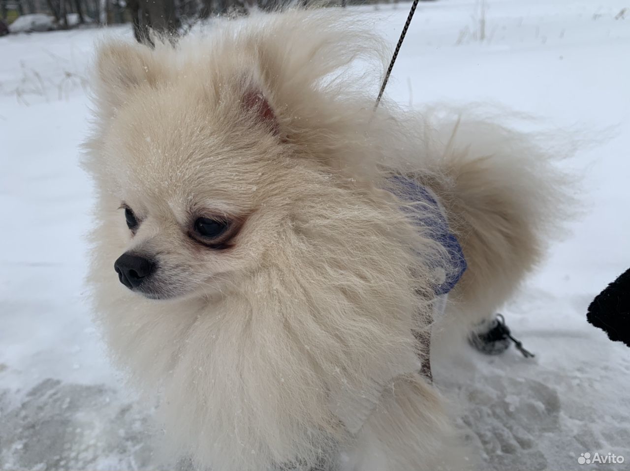 Померанский шпиц ищет невесту