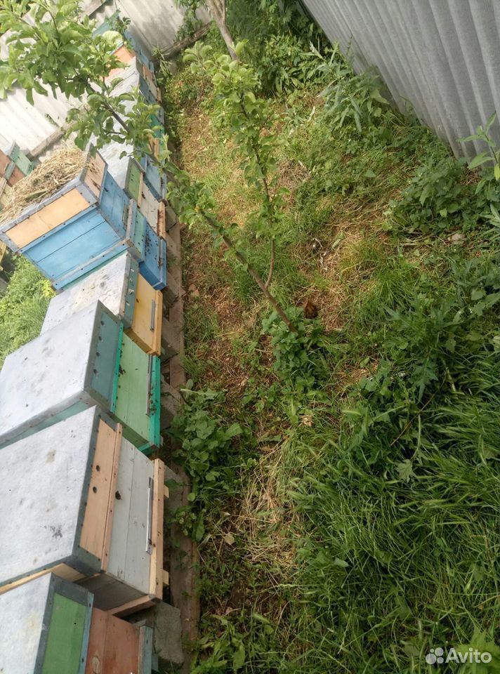 Пчело-отводки