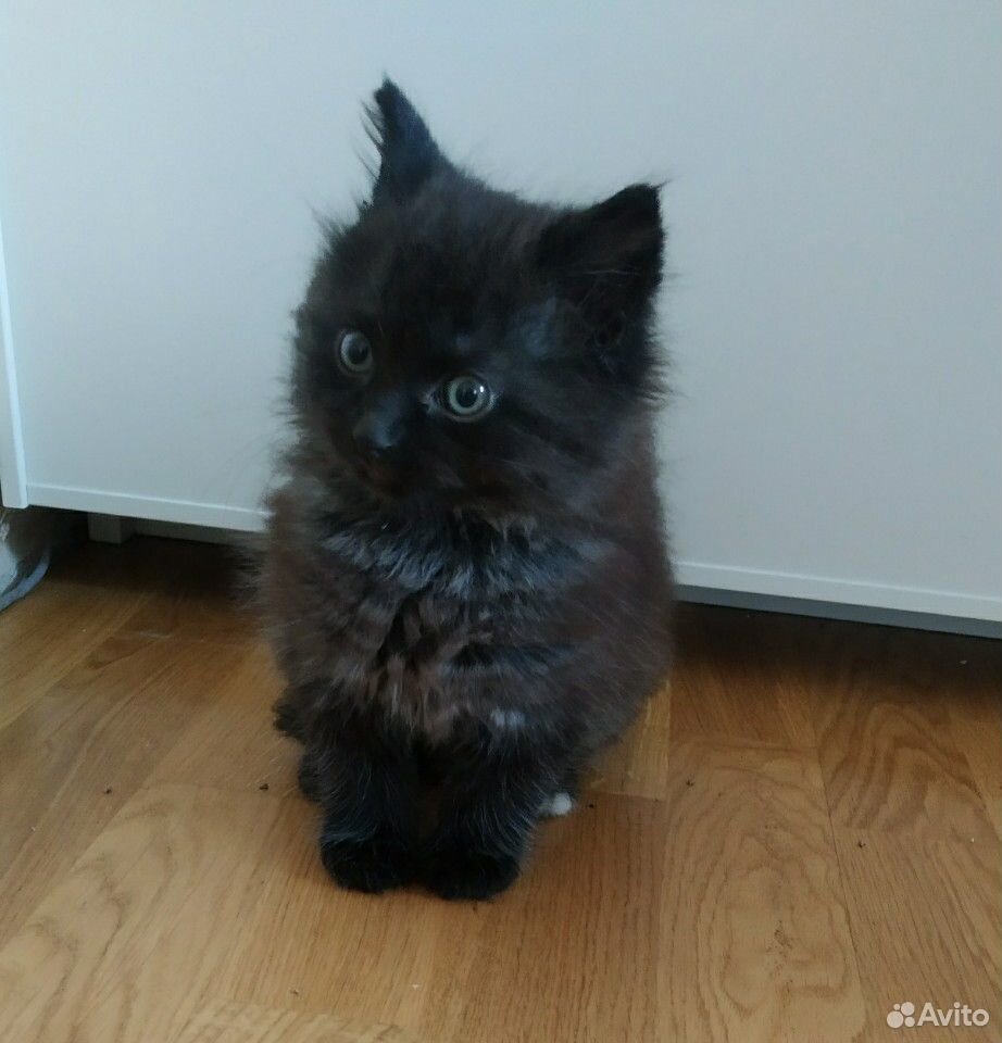 Котёнок Дымок