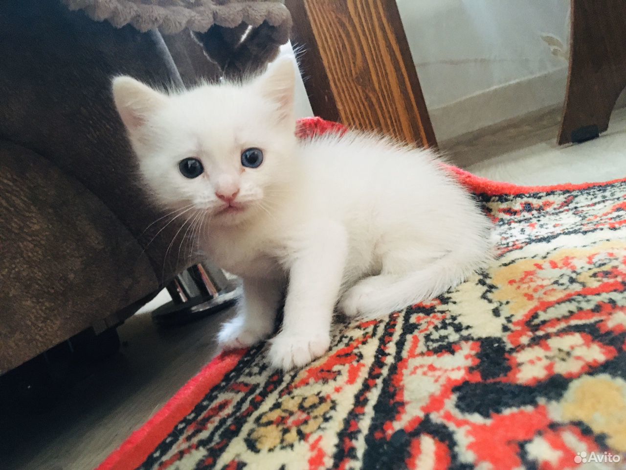 Котик с разноцветными глазками