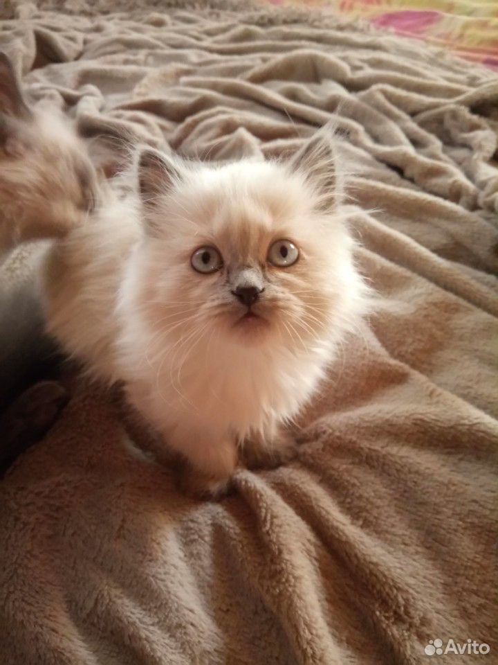 Отдам котёнка