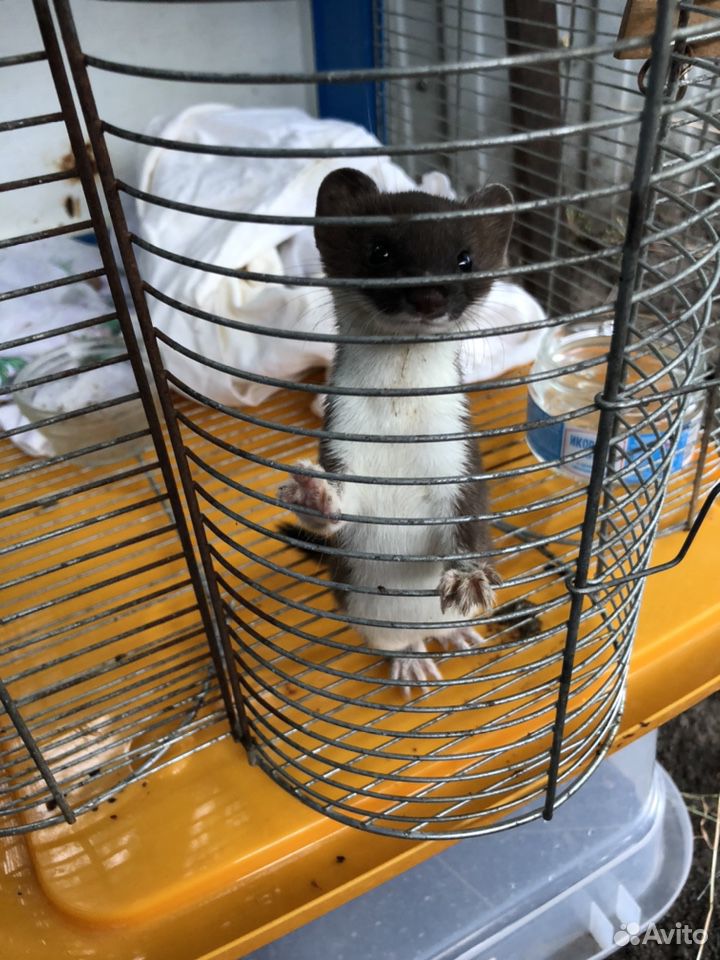 Ласка Хорёк