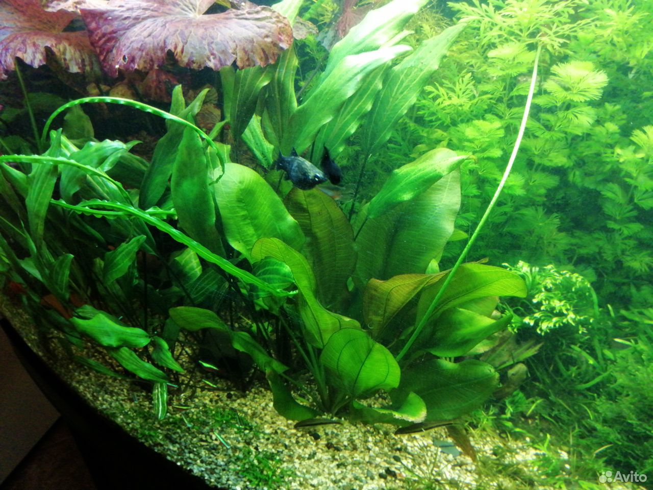 Эхинодорус Мерседес