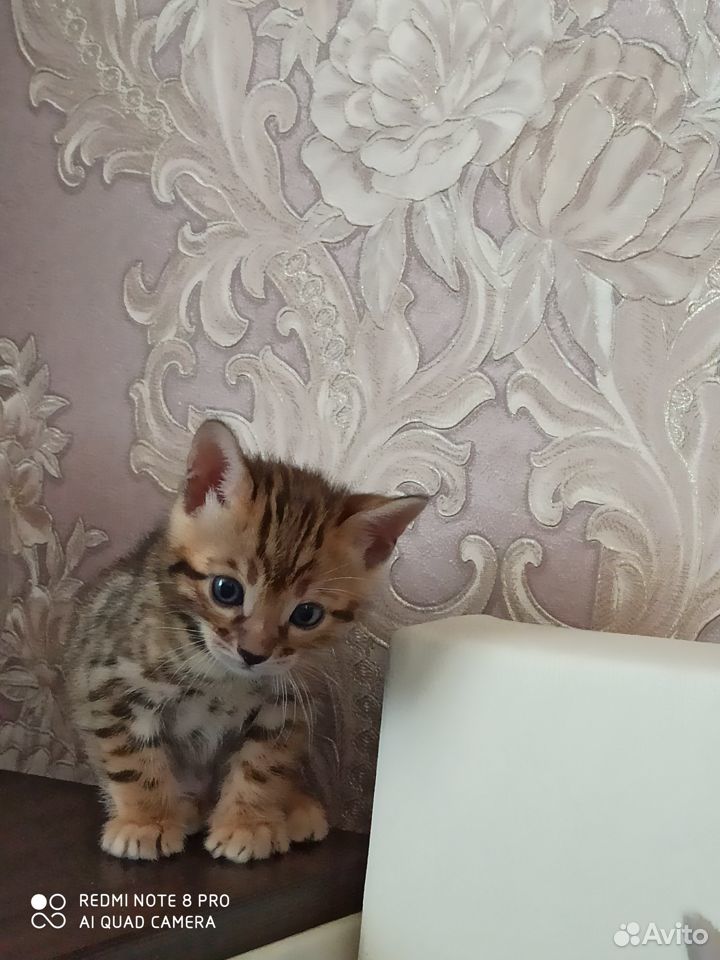 Бенгальские котята