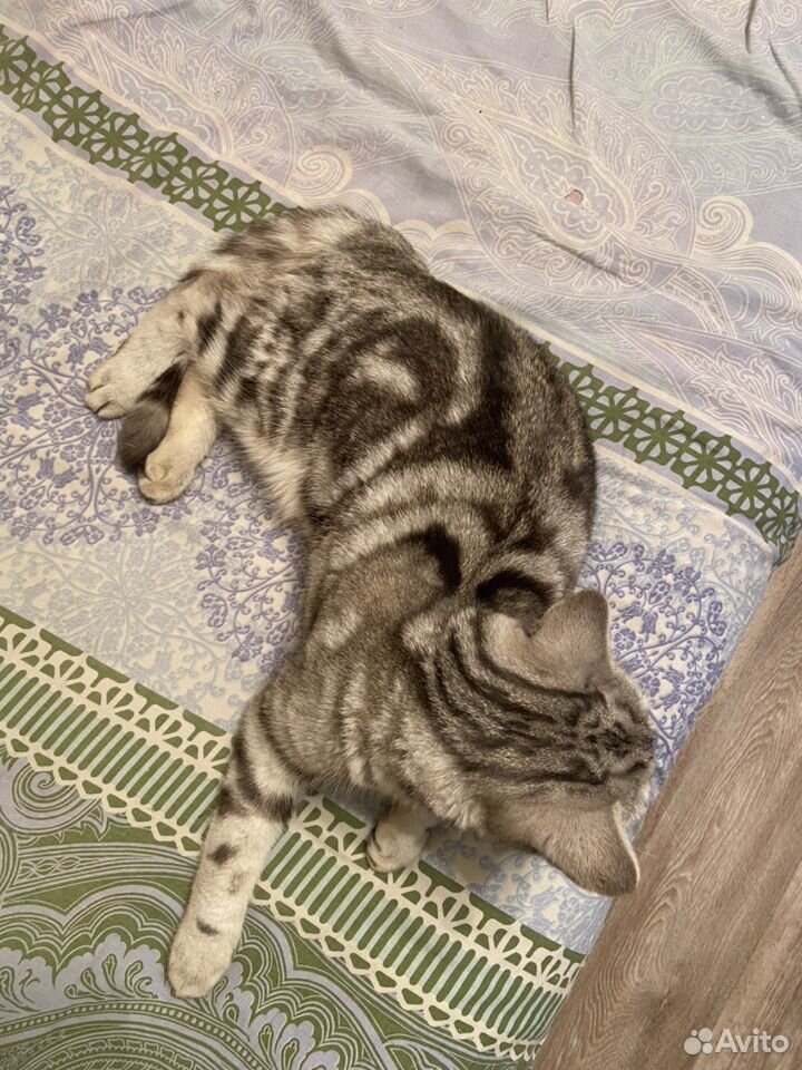 Котик шотландский Скоттиш Страйт, вязка