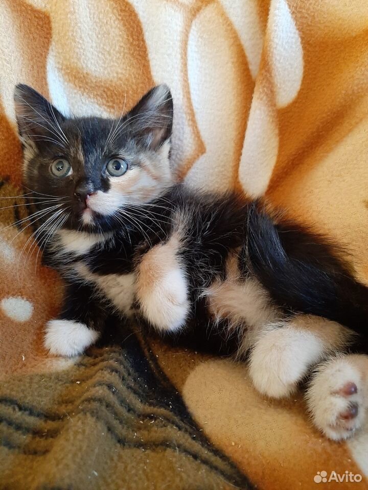 Трехцветки приносят удачу 1.5 мес в дар