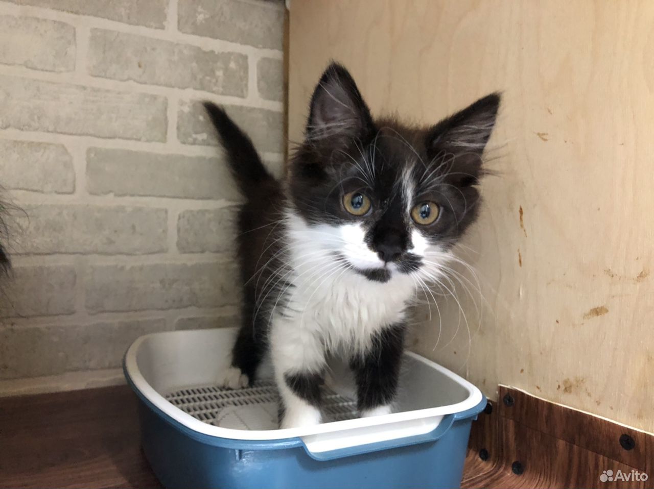 Котенок девочка, 2,5 мес