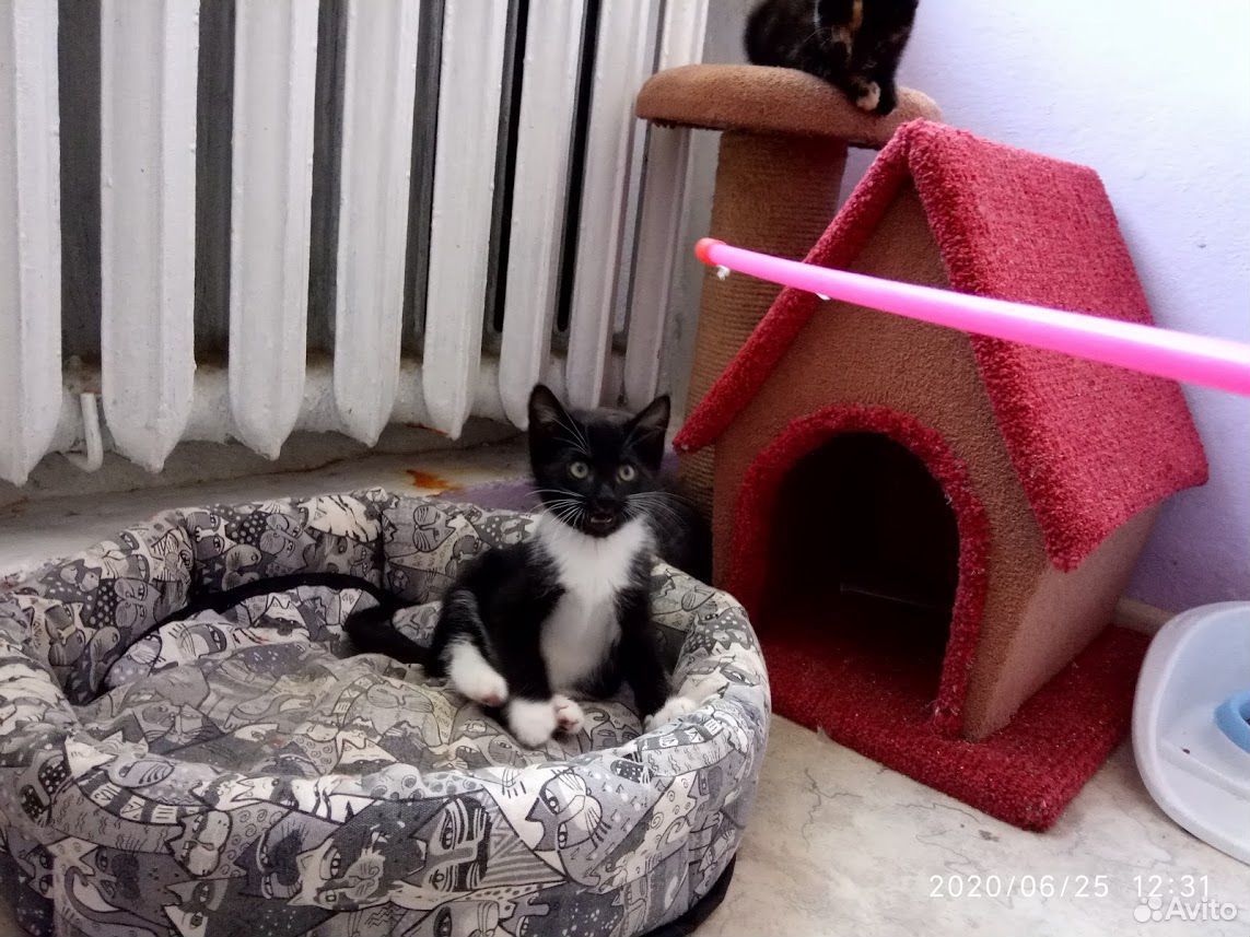 Привитый котёнок-мальчик в дар