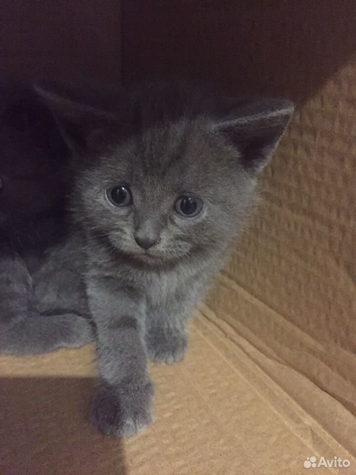 Продам котят
