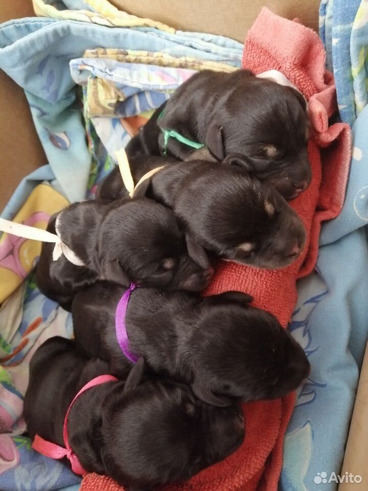 Цвергодетки