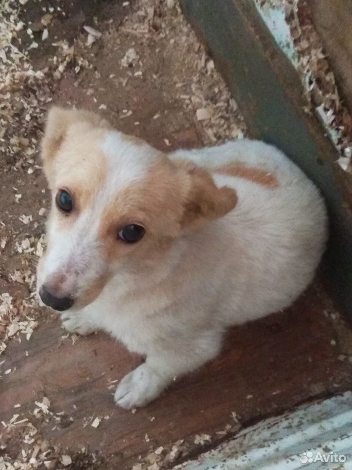 Щенок коротколапка