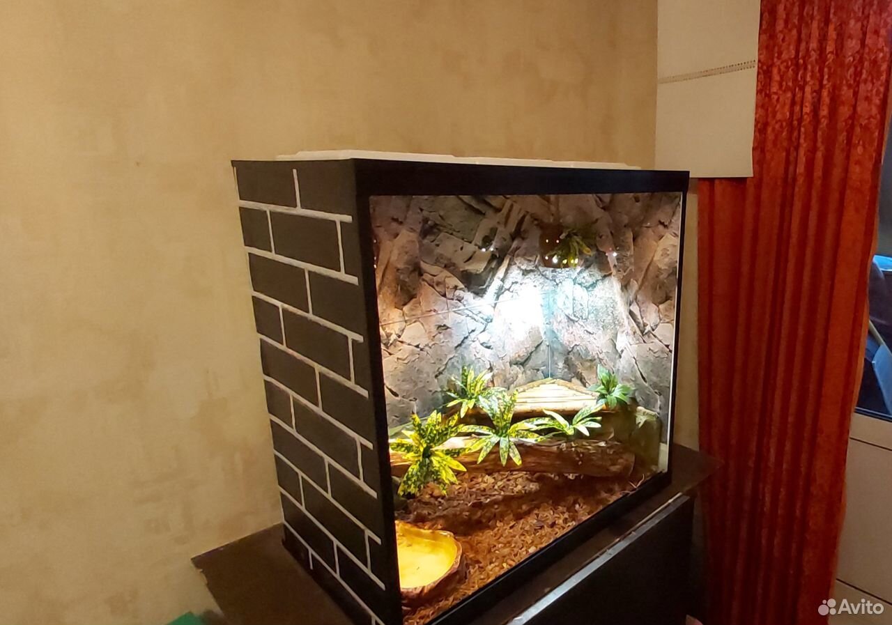 Императорский удав с террариумом