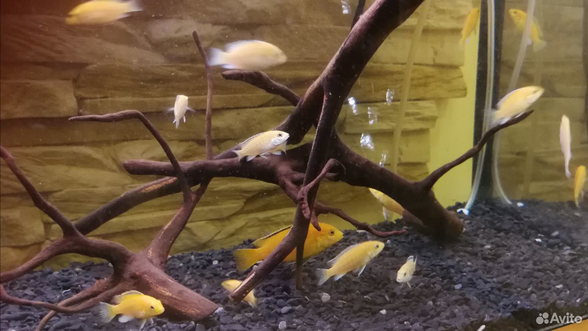 Лабидохромис еллоу (йеллоу)