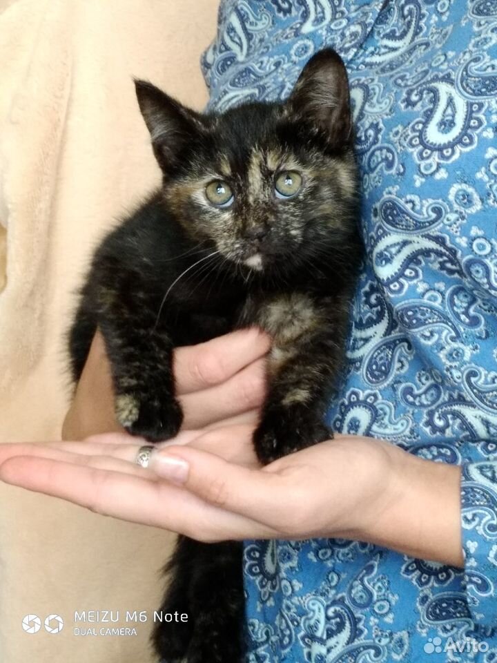 В добрые руки