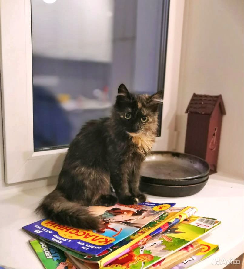 Кошка